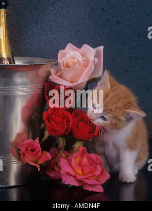A ginger and white kitten in a cat house Stock Photo - Alamy