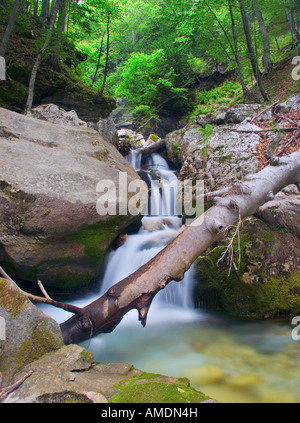 Spring forest landscape, fallen tree covered with moss Stock Photo - Alamy