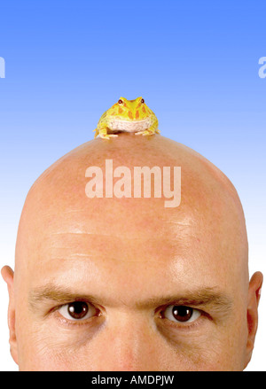 Horned Frog Horn frosch CERATOPHRYS ORNATA hissing and biting frogs ...