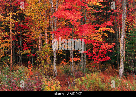 Varied colors in the forest trees Stock Photo - Alamy