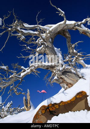 Snow covered pink flamingo Stock Photo - Alamy