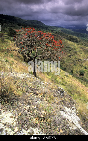 Scenic view of Mount Elgon forest in Uganda Stock Photo - Alamy