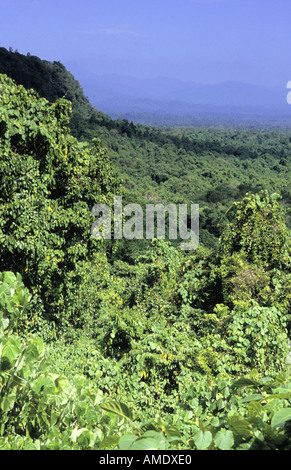 Mile a minute weed smothering native species on Vanuatu. (Mikania ...