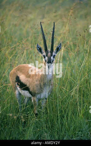 African Antelope are the prey animals for the big cats of the plains ...