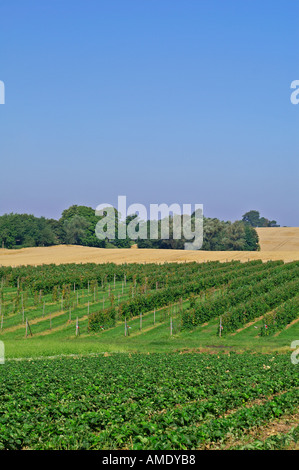 Plantage with fruits Obstplantage Landschaft MV Stock Photo - Alamy