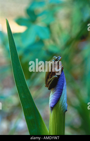 Tree frog profile side view isolated on white background Stock Photo ...