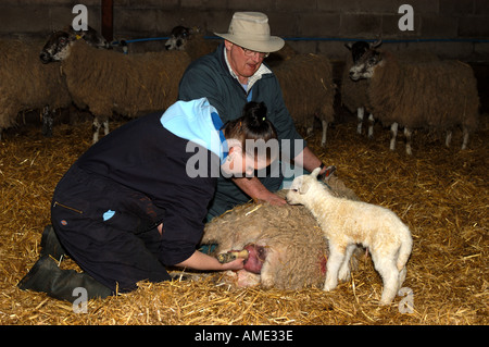 Sequence of lamb being born while twin looks on 5 of 10 Stock Photo - Alamy