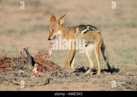 jackal feeding at kill Stock Photo - Alamy