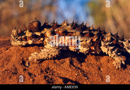 Head of Australian Thorny Devil, Moloch horridus, an ant-eating lizard ...