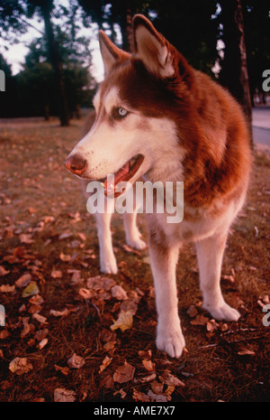 side view of a standing Husky panting, isolate don white Stock Photo ...