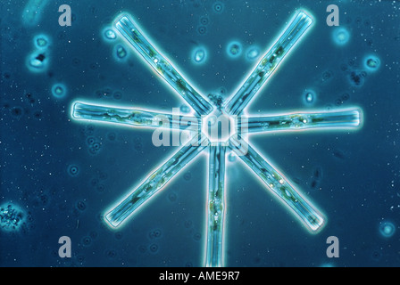 Tabellaria flocculosa.Diatom.Seawed.Algae.Optic microscopy Stock Photo ...