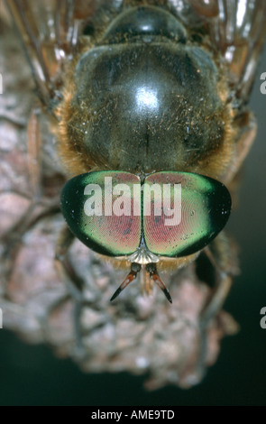 A large fly with compound eyes Stock Photo - Alamy