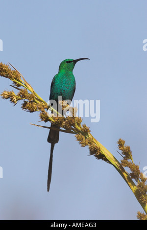 Southern Malachite Sunbird (Nectarinia famosa famosa Stock Photo - Alamy