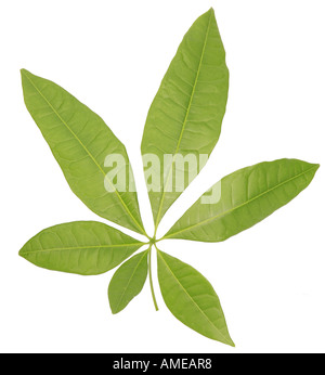 Provision Tree Pachira aquatica single leaf Stock Photo - Alamy