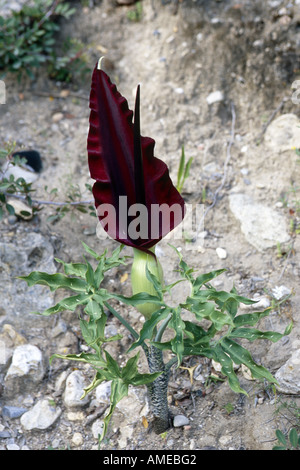 arum arrowroot, dragon arum, voodoo lily (Dracunculus vulgaris ...