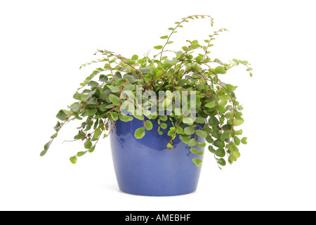Roundleaf Fern, Button Fern (Pellaea rotundifolia), potted plant Stock ...