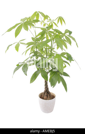 Provision Tree (Pachira aquatica), potted plant Stock Photo - Alamy