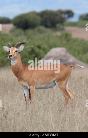 Kob ram, Kobus kob thomasi Stock Photo - Alamy