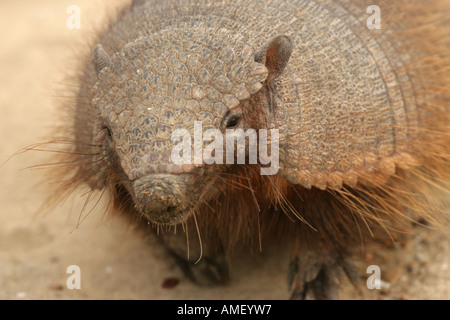Hairy Armadillo (mulita de la pampa, Dasypus septemcinctus) in ...