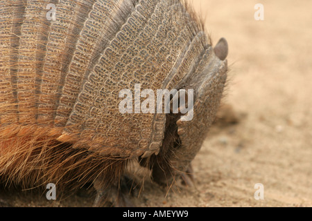 Hairy Armadillo (mulita de la pampa, Dasypus septemcinctus) in ...
