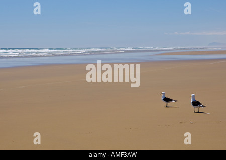 Ripiro Beach at Glinks Gully Seaside Resort, Kaipara, West Coast ...