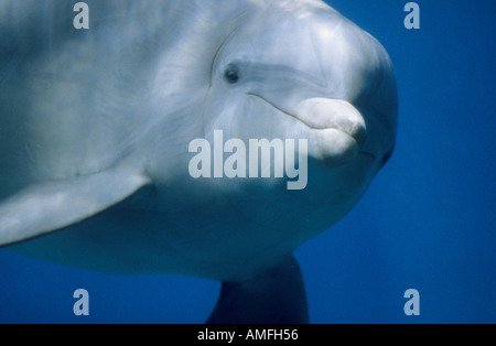 A close look at the teeth and eye of a bottlenose dolphin Tursiops ...