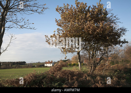 The Suffolk countryside in winter Stock Photo - Alamy