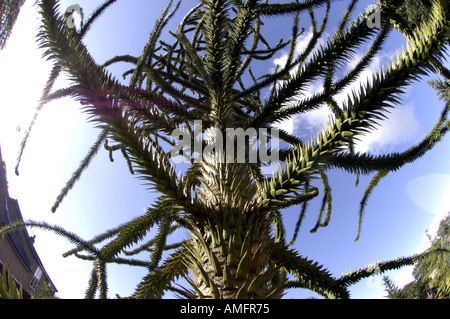 monkey tree green wideangle fisheye lens weird tree grow growing garden ...