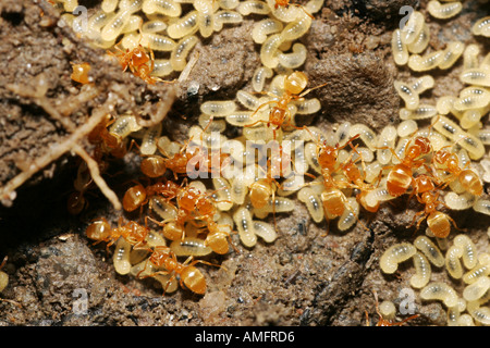 Ant larvae from an opened nest under a garden paving stone Stock Photo ...