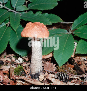 Bolet orange (Leccinum aurantiacum Stock Photo - Alamy