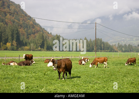 Abondance cattle in low pasture in French Alps Stock Photo - Alamy