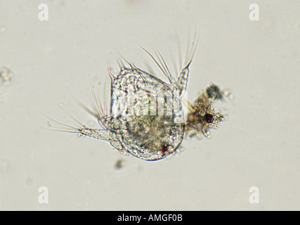 Krill crustacean Kelvin Aitken V W ocean underwater food chain krill ...