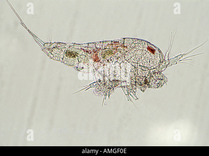 Krill crustacean Kelvin Aitken V W ocean underwater food chain krill ...