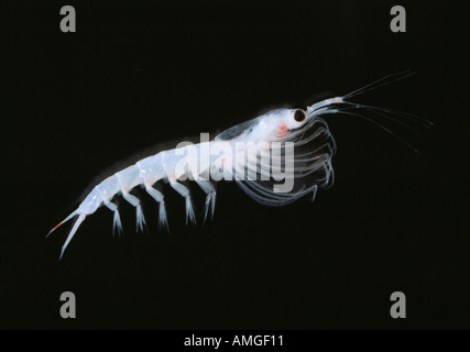 Krill crustacean Kelvin Aitken V W ocean underwater food chain krill ...