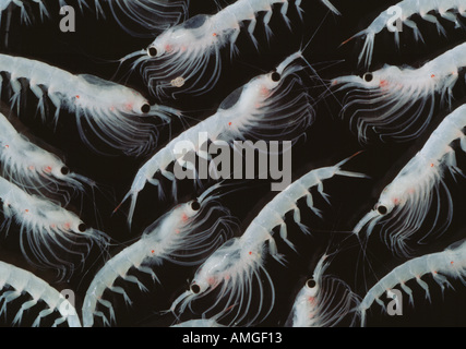 Krill crustacean Kelvin Aitken V W ocean underwater food chain krill ...