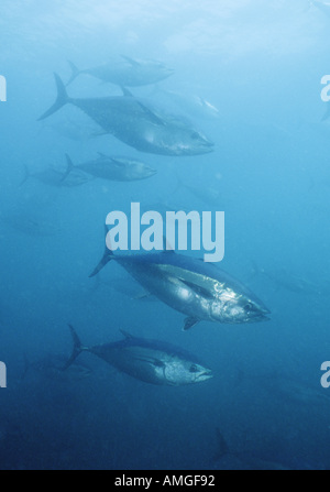 Southern Bluefin Tuna (Thunnus maccoyii) at market, South Australia ...