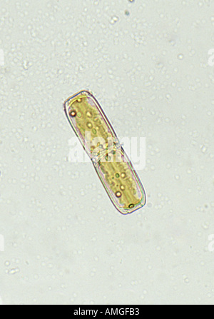 Phytoplankton Kelvin Aitken V W ocean underwater food chain krill ...