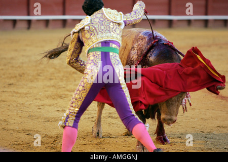 Bull fighting, torero stabbing bull with estoque sword, during the ...