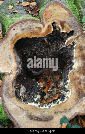 Old and rotten cut of a felled tree as background Stock Photo - Alamy
