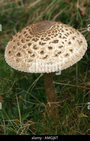 "Parasol Mushroom" [Lepiota procera] under wellingtonian pine tree ...