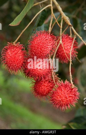 Red rambutan Nephelium lappaceum on broun board. Fruit tropical tree of ...
