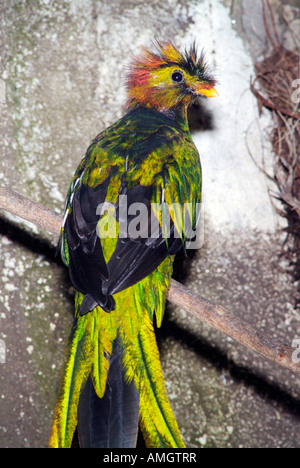 The Resplendent Quetzal inhabits high altitude cloud forests from ...