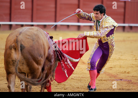 Bull fighting, torero stabbing bull with estoque sword, during the ...