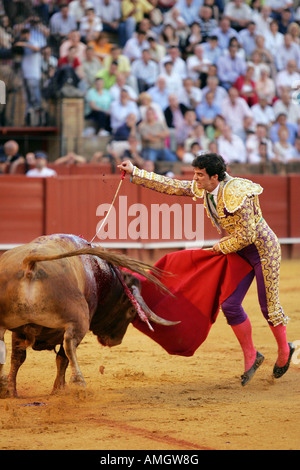 Bull fighting, torero stabbing bull with estoque sword, during the ...