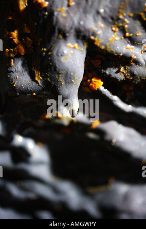 Gruta do Carvao lava tube cave. Sao Miguel island, Azores islands ...