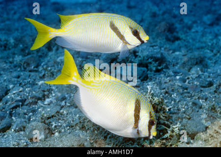 Barred Rabbitfish Siganus doliatus Solomon Islands Stock Photo - Alamy