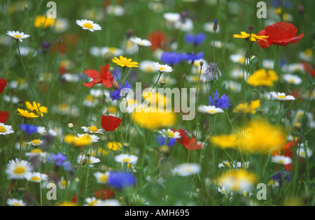 white flower meadow summer landscape Stock Photo - Alamy
