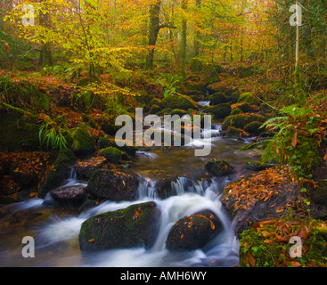 River in the woods in autumn Stock Photo - Alamy