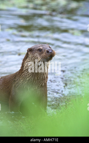 BRITISH OTTER Lutra Lutra Captive Stock Photo - Alamy