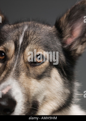 Portrait of an Alsation / Husky cross bred dog Stock Photo - Alamy